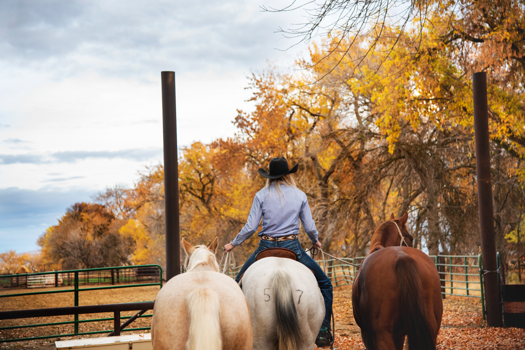 Professional Photography - Fast Horse Resource